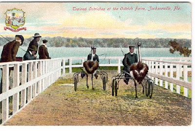 The Circus "NO SPIN ZONE": Ostrich Races