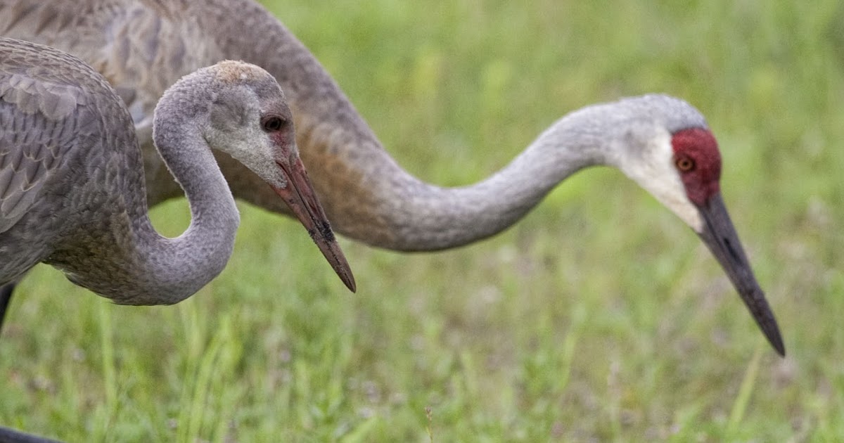 Birding Is Fun!: Birding St. Sebastian River Preserve State Park
