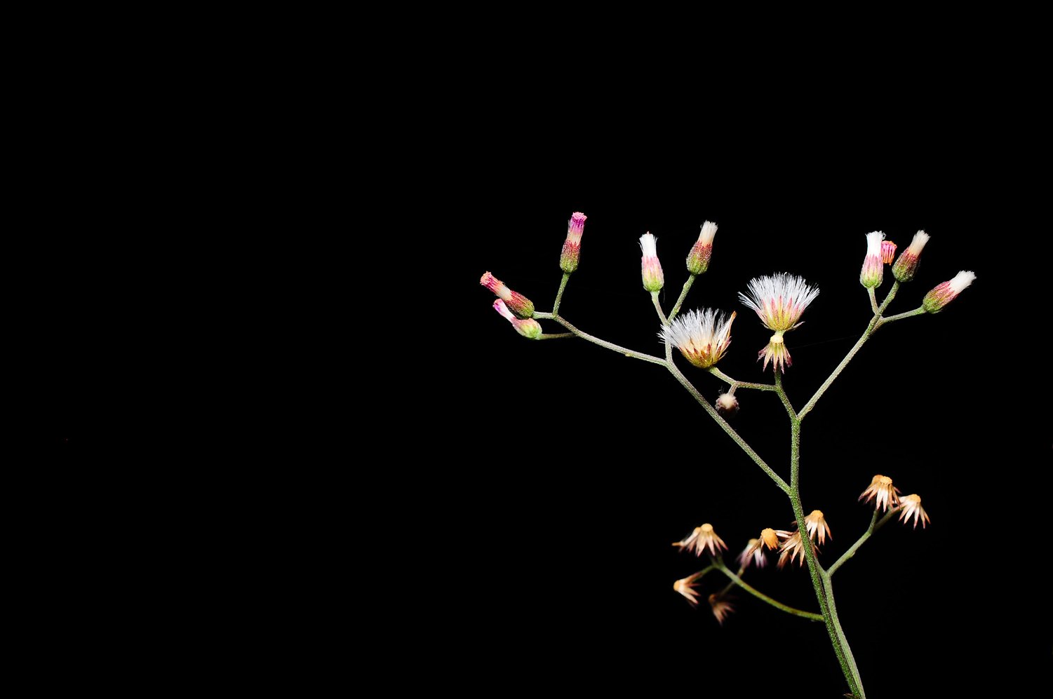 KARYA SENI HALUS: FOTOGRAFI SENI HALUS