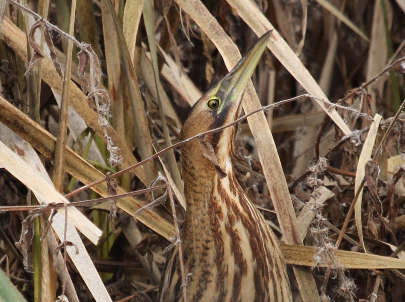 Wilde About Birds: December 2013
