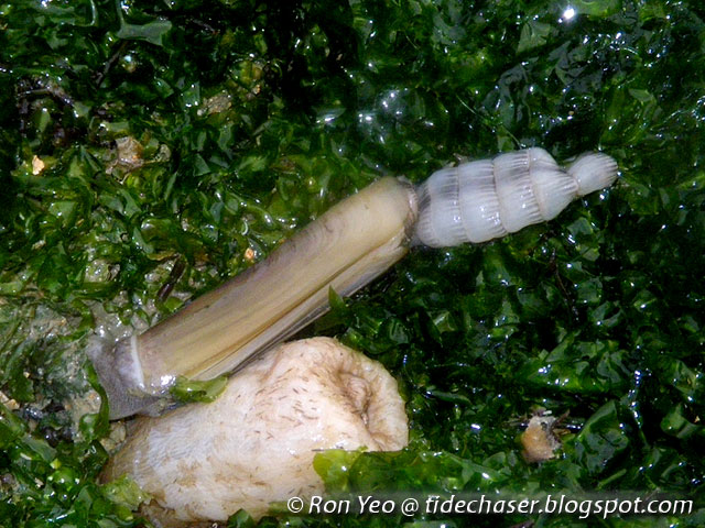 tHE tiDE cHAsER: Bivalves (Phyllum Mollusca: Class Bivalvia) of Singapore