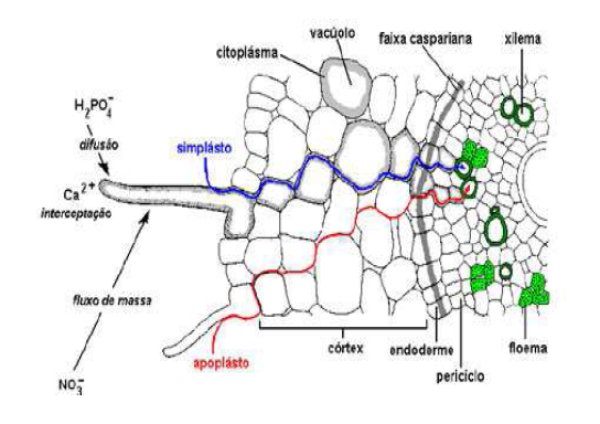 Você e as Ciências: Morfologia e Anatomia Vegetal