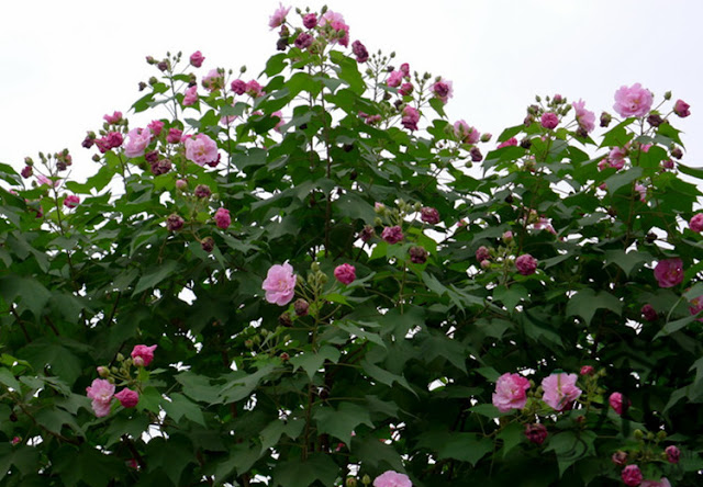 Rosa Louca Paulista / Hibiscus Mutabilis / Hibisco