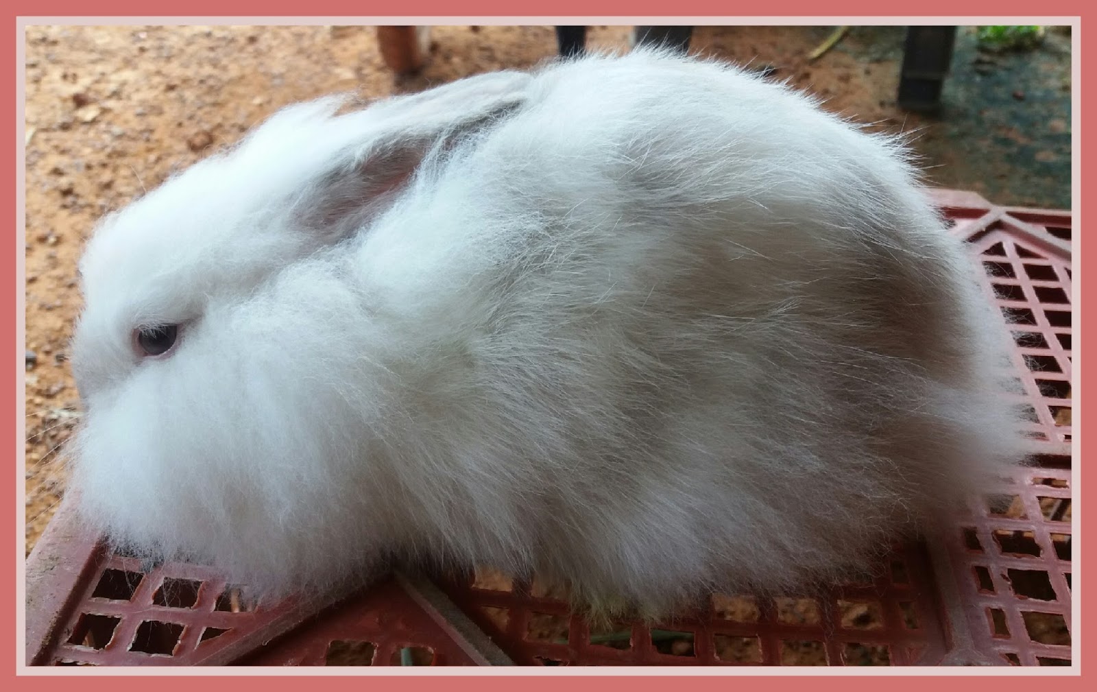TIPS KEWANGAN TAKAFUL & HIBAH FOR ALL FOR LIFE: RABBIT MIX ANGORA UNTUK ...