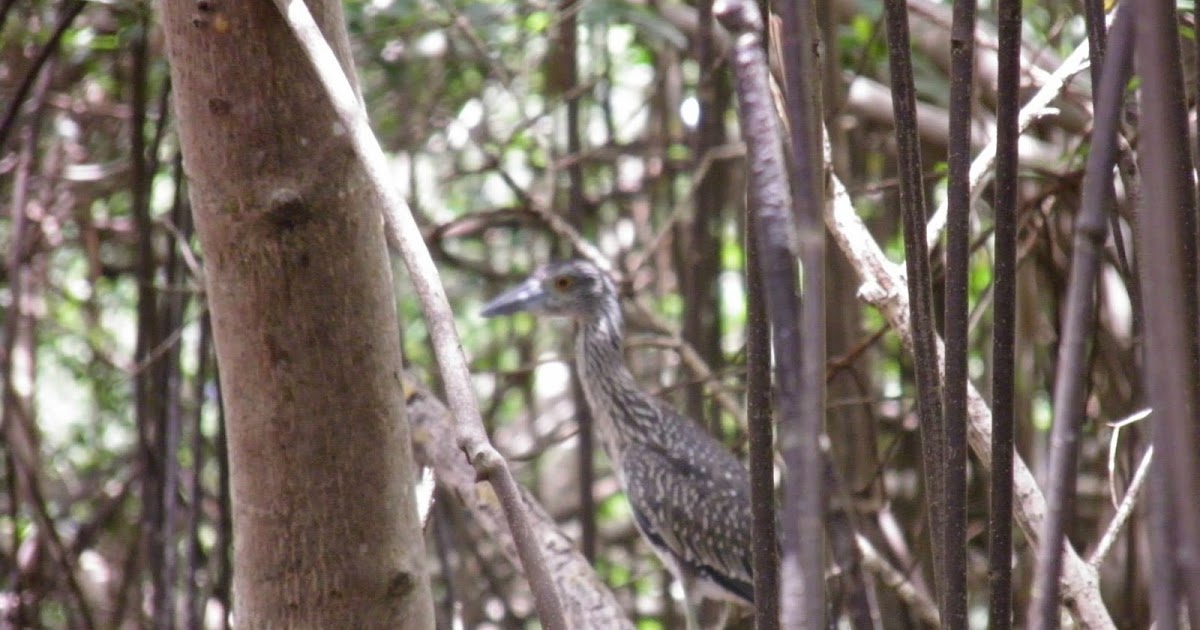 Yaboa Común (Nyctanassa violácea) - Puerto Rico Loves Biology