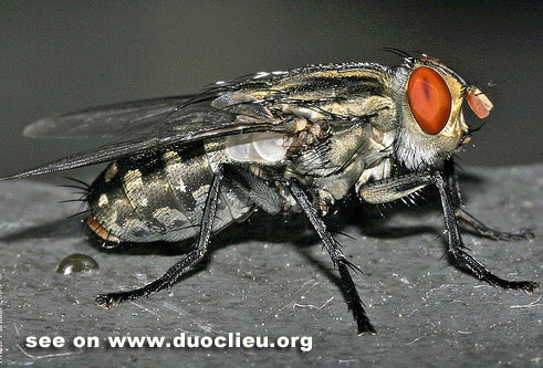 Gadfly (Mengchong)-Tabanus bivittatus Mats.