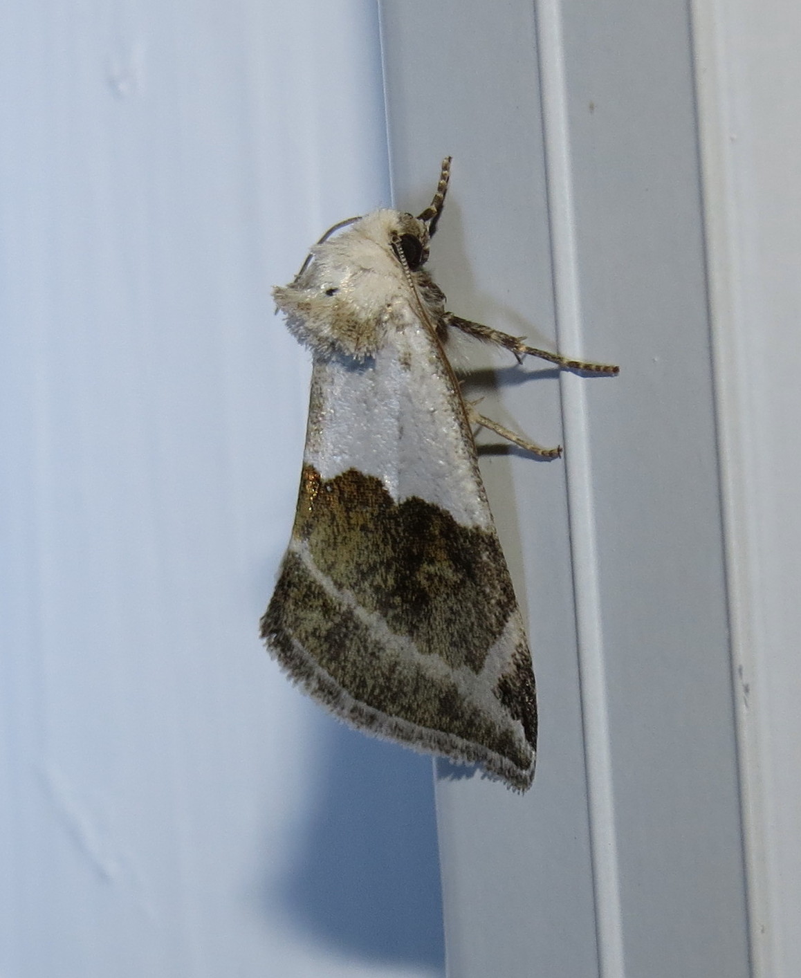 Bug Eric: New Mexico Night Bugs