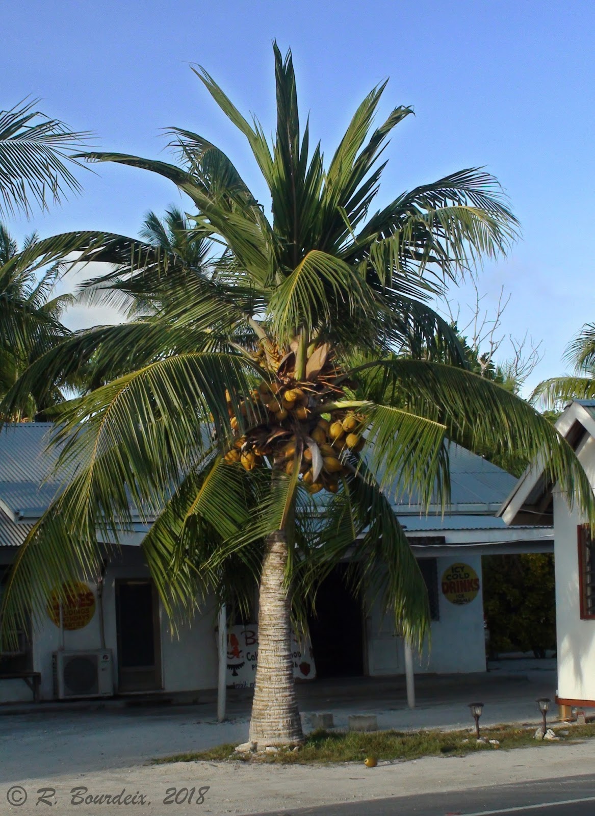 Coconut planting material for the Pacific region: Compact and niu leka ...