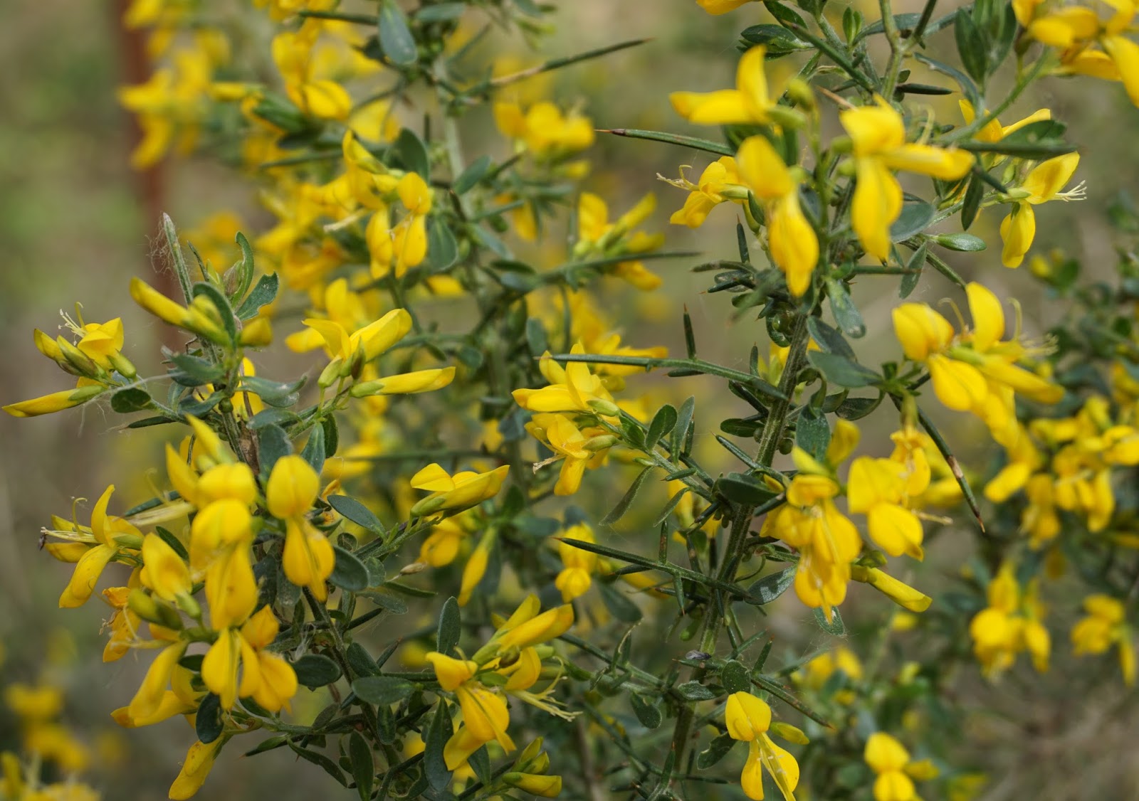 Plantas de Huerta Otea, Salamanca: Aliaga, aulaga, (Genista scorpius)
