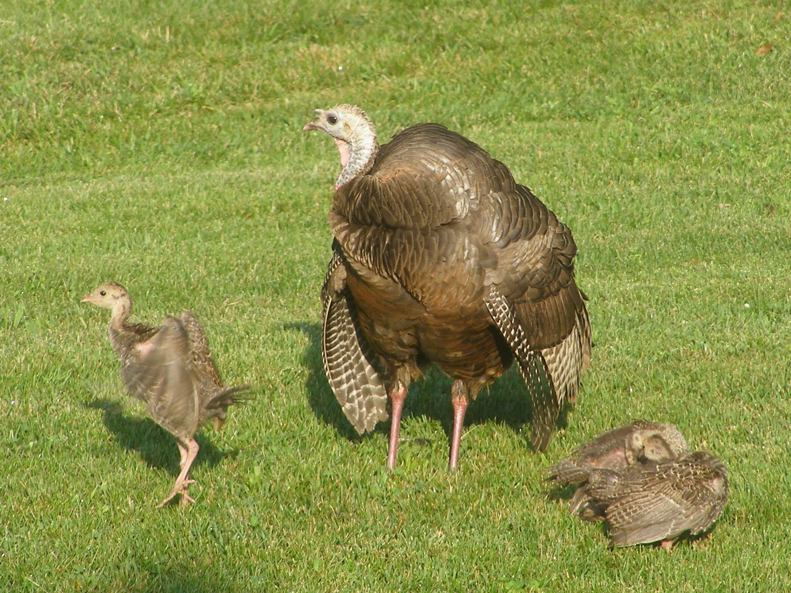 Blue Jay Barrens: Turkey Families