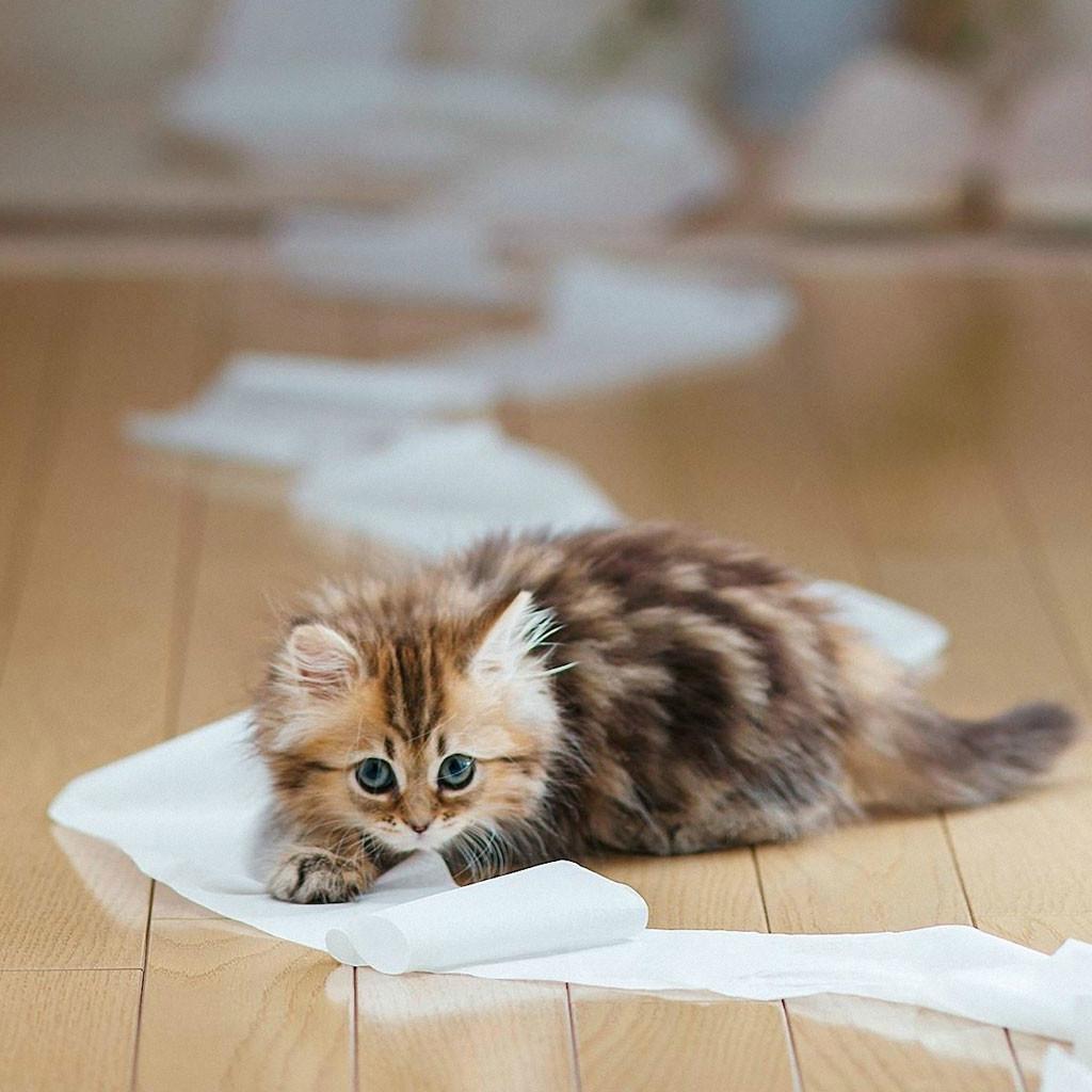 Cutest animals ever!: Cute animals all over the world