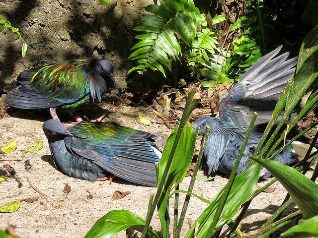 NICOBAR PIGEON photos - wallpapers | the fun bank