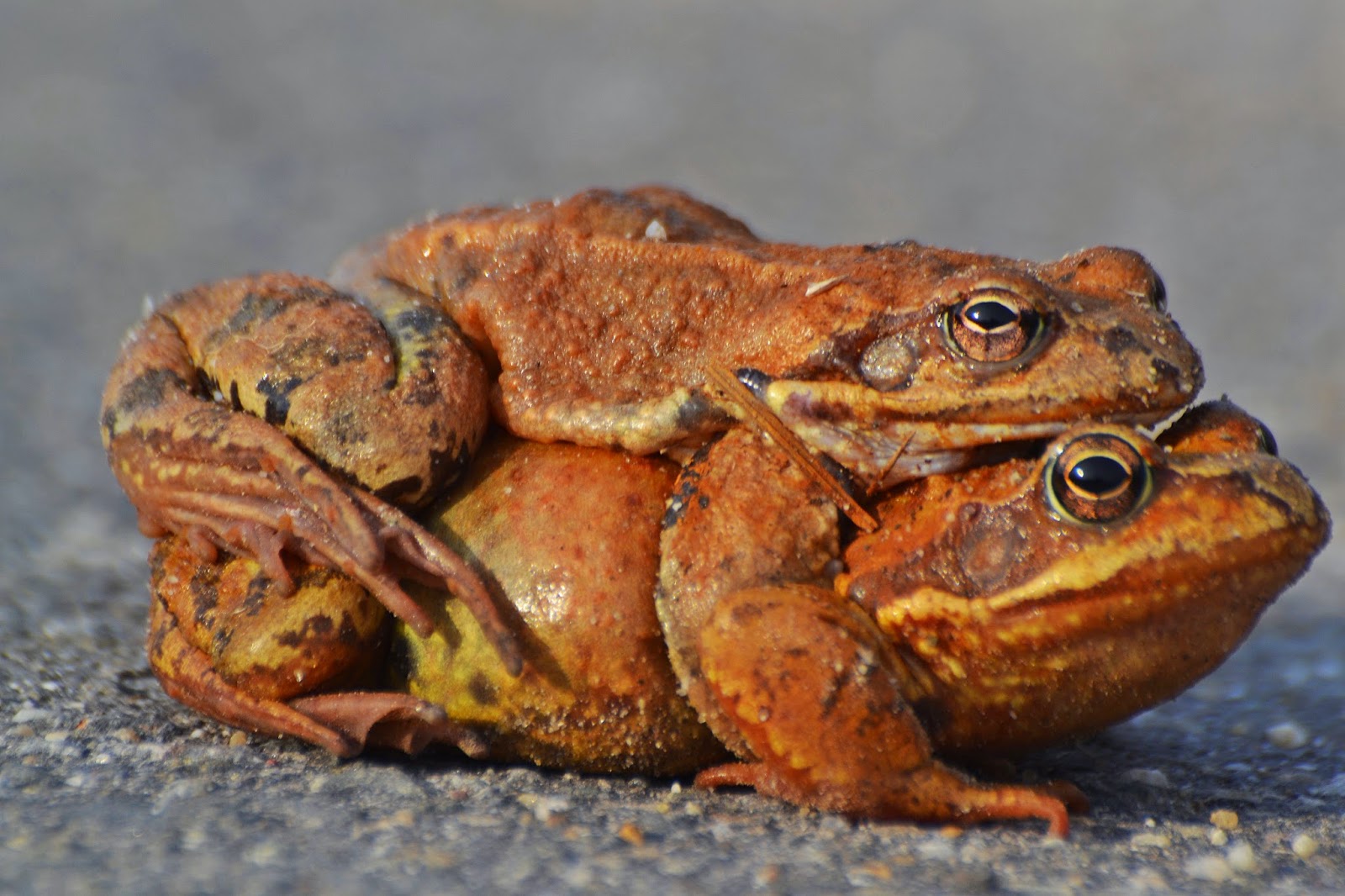 Dwie Baby jedna myśl: Żaby,żabki,żabcie