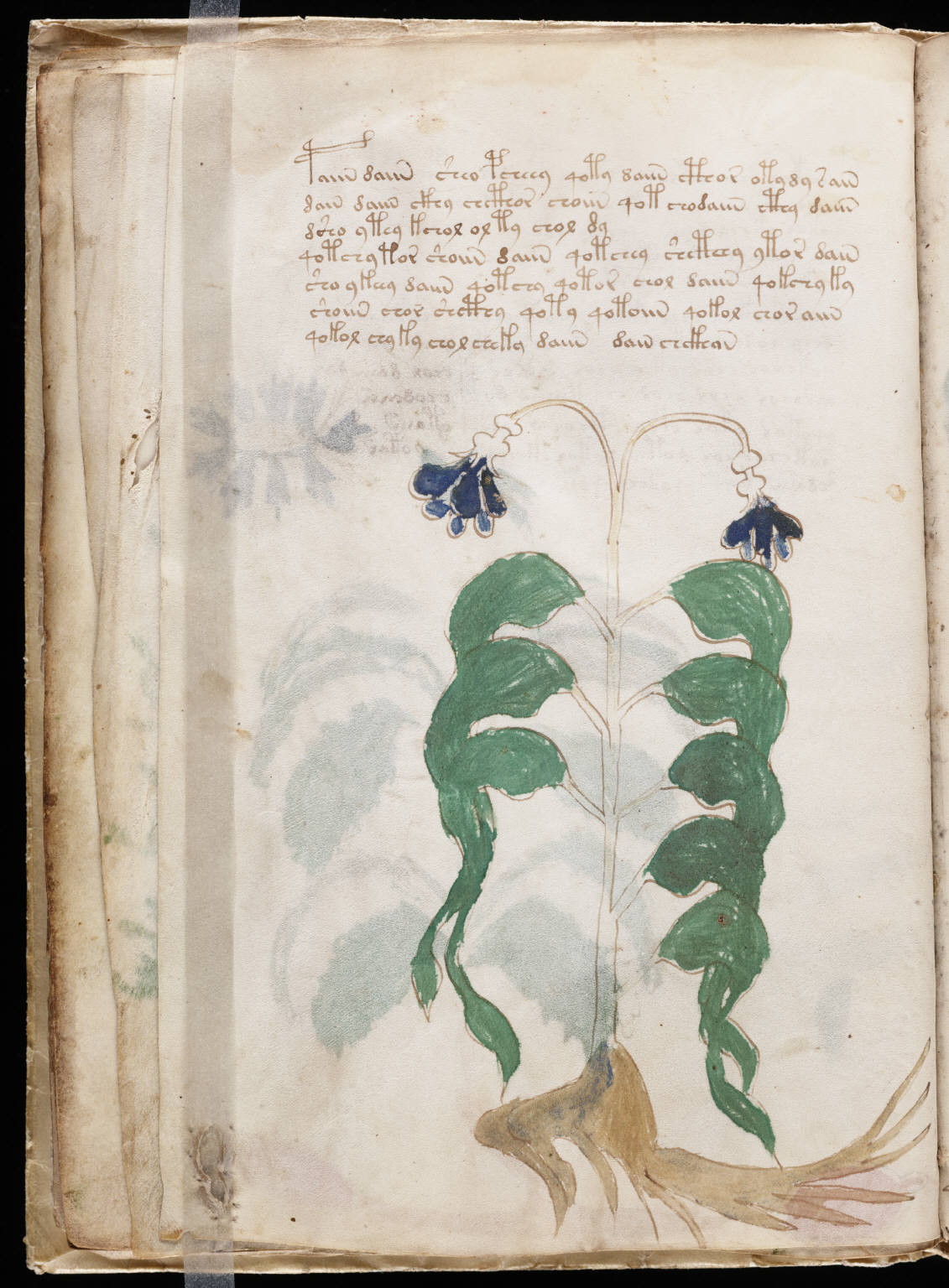 LAS CLAVES DEL MISTERIO: El manuscrito Voynich - 3ª Parte