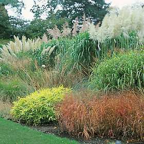 The Backyard Guru: Landscaping Design with Ornamental Grasses