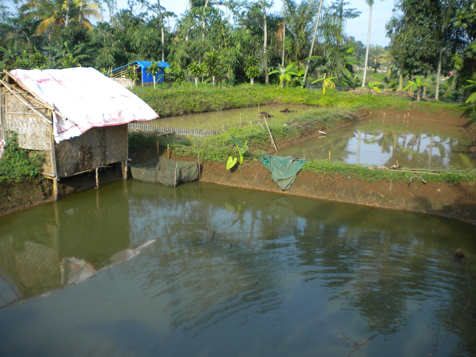 Gurame Budidaya: Aktivitas di Empang