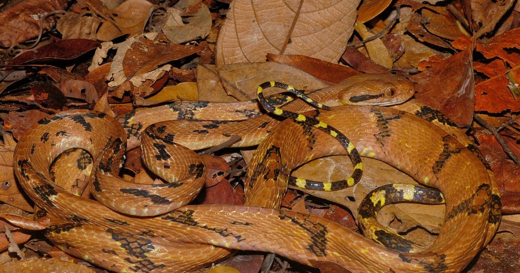 Ular Asli Indonesia: Ular Taring Kucing (Boiga cynodon)