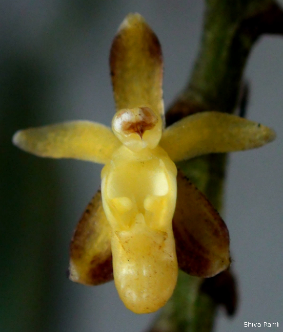 Wild orchids in sumatra: Micropera costulata (J.J.Sm.) Garay, 1972