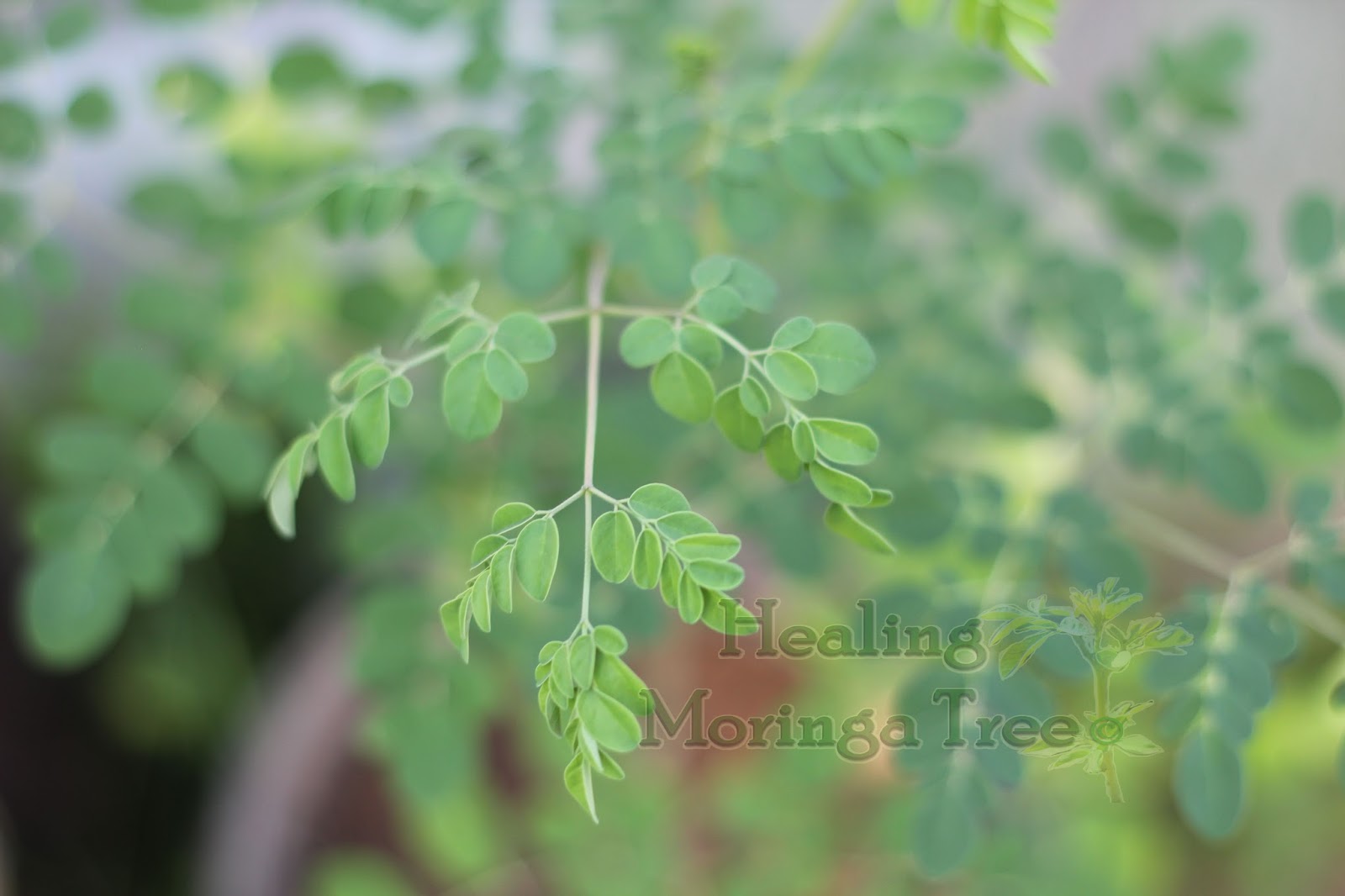 Organic Moringa Trees, Tree of LIFE, Inland empire CA