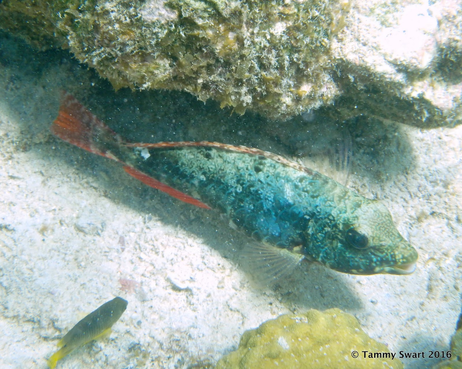 Things we did today...: Discombobulated and Recombobulated