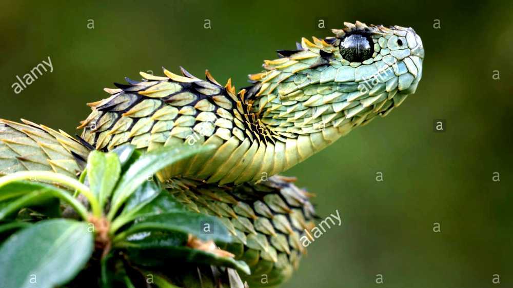 Atheris hispida