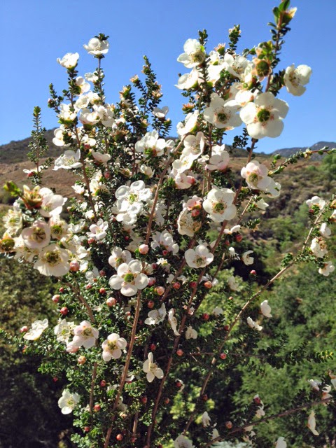 A Passion for Flowers: Lepto Rotundifolia