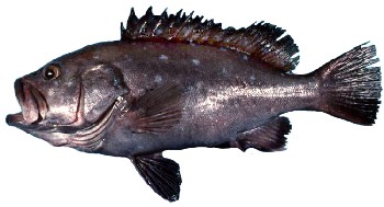 Amilton e Diego - Dicas De Pesca: Cherne / Snowy Grouper (Epinephelus ...