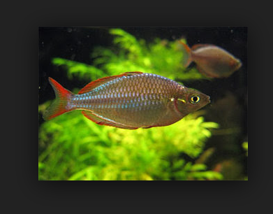 Ini Dia Cara Praktis Budidaya Ikan Rainbow Boesemani Serta Jenisnya