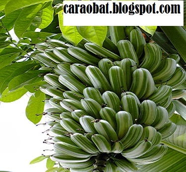 Manfaat Dan Khasiat Pisang Batu Untuk Kesehatan - Obat Tradisional