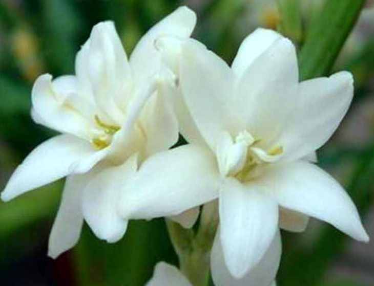 Legenda si simbolul tuberozei - diane.ro