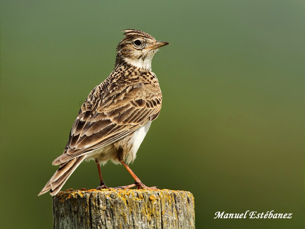 Portal de imágenes de animales: Aves: La Alondra