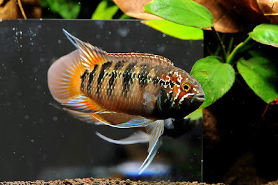 Mania de Aquário: Acará Zebra (Ivanacara adoketa)