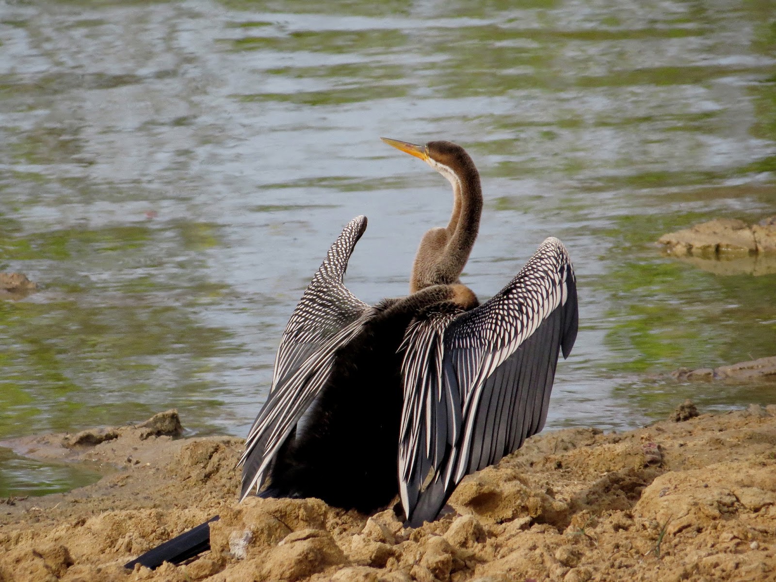Safari Sri Lanka: Oriental Darter/ Indian Darter - Resident Breeder in ...