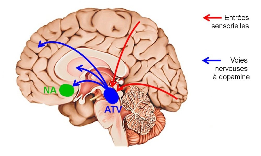 LA MÉLODIE DES NEUROSCIENCES (ou l'inverse)