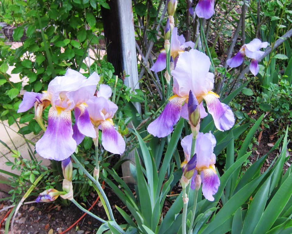 Doves Today: Plant a rainbow