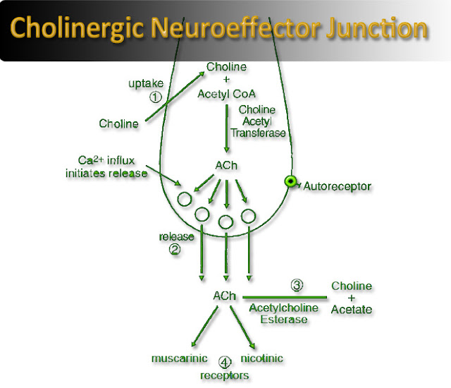 Cholinergic System