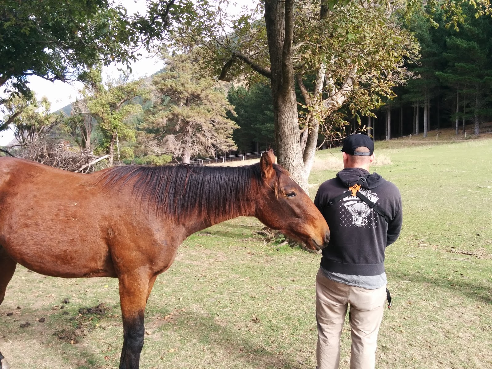 Amber's Blog: Adventures in Birding - Bush Birds of Banks Peninsula