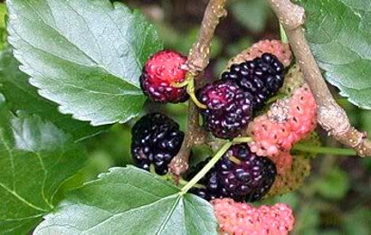 Kandungan dan Manfaat Buah: Manfaat Buah Murbei