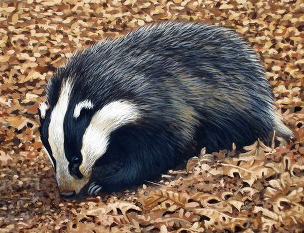 Animales en el Planeta: El tejón común, europeo o eurasiático (Meles meles)