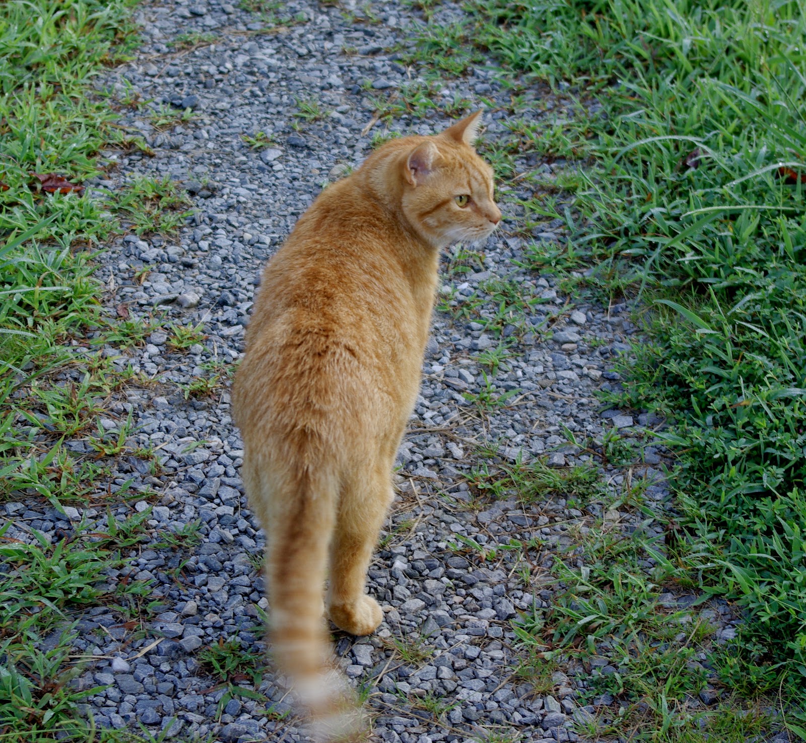 sweetbay: Camera Critters