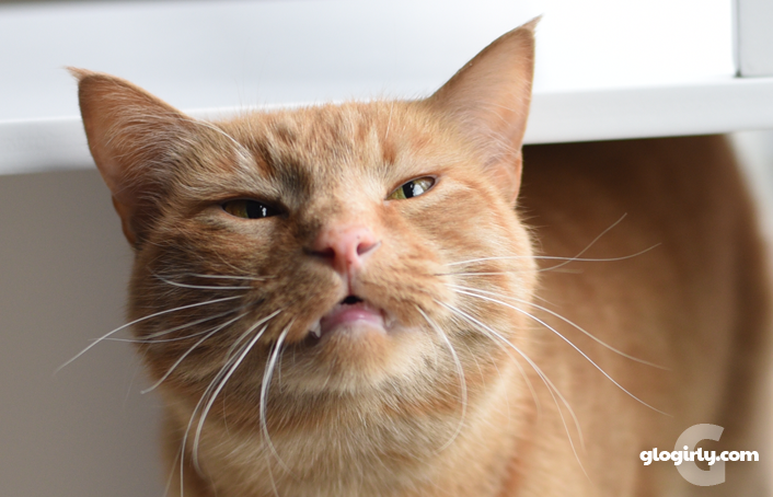 GLOGIRLY: Life, Love & Litterboxes - A Conversation with Real Life ...