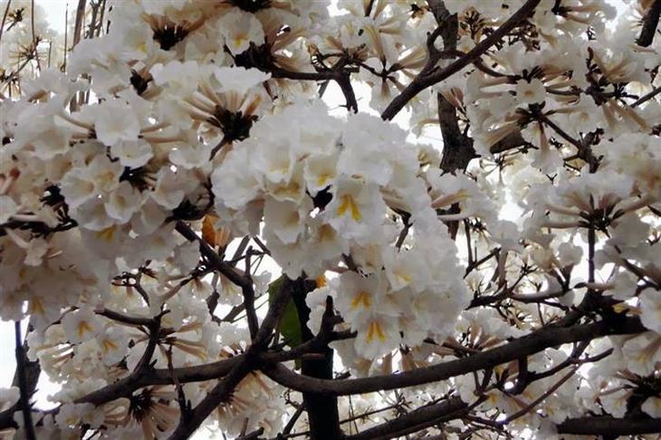 .: TODAS AS CORES DO IPÊ BRASILEIRO!