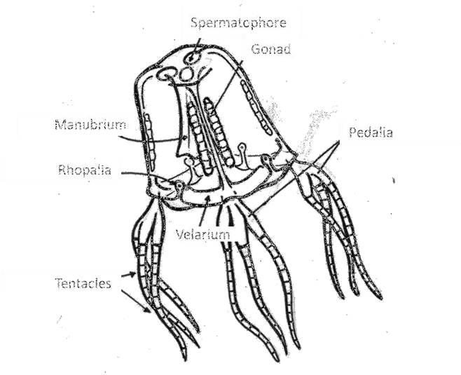 The Offshore Aquaholic: Jellyfish Bio 101: Local Identification, Local ...