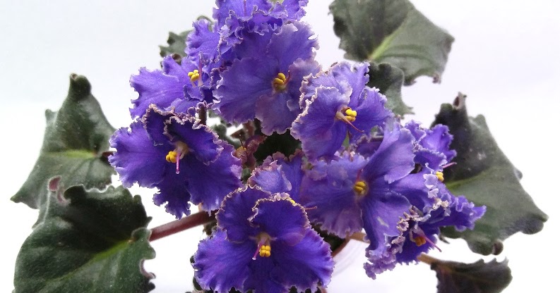 How To Build Your Violet Collection