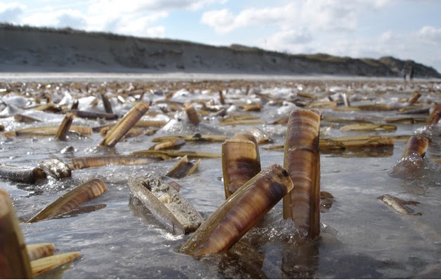 Geology in Motion: Razor Clams, Anchors, and Fluid Dynamics