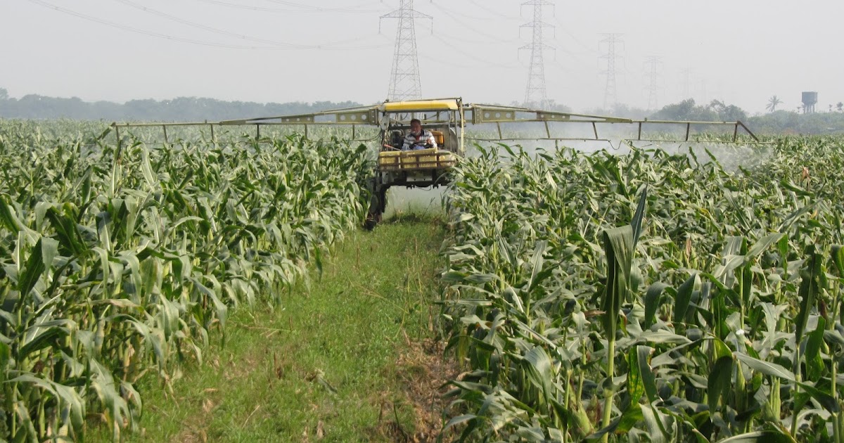 Estudiando Agricultura en Taiwán: Asperjando sobre líneas de maíz