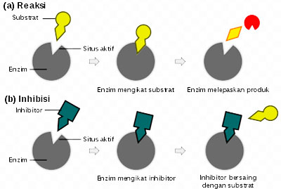 Enzim, Struktur Enzim, Kerja Enzim Teori Kunci Gembok Dan Ketepatan ...