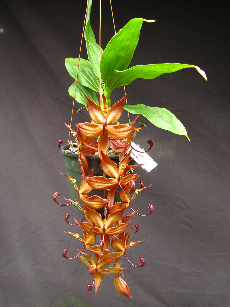 Cycnoches cooperi care and culture | Travaldo's blog