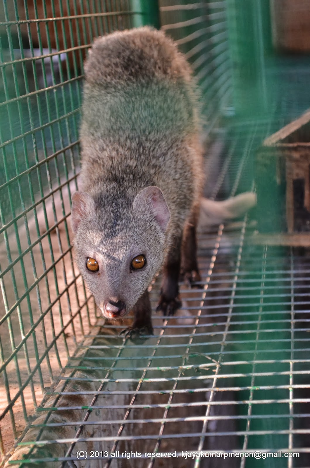 My Dreams and Journey: Animals at Noman Zoo, Oman