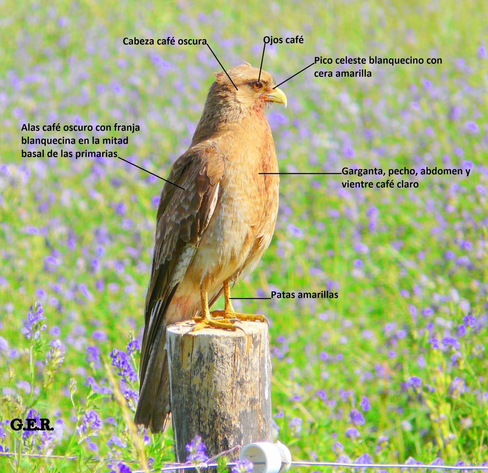 Aves del Golfo San Jorge: Chimango (Milvago chimango)